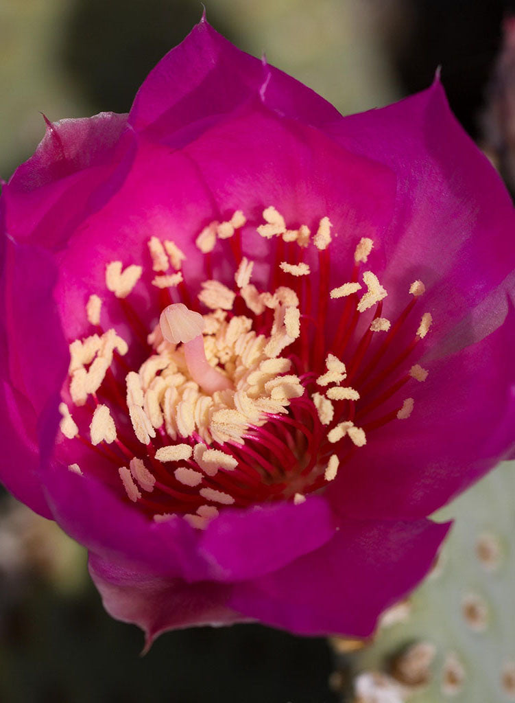 Opuntia basilaris var. basilaris - Beavertail Cactus (Plant) – Theodore Payne Foundation