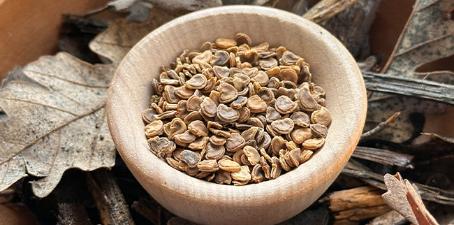 Perennial Seeds – Theodore Payne Foundation