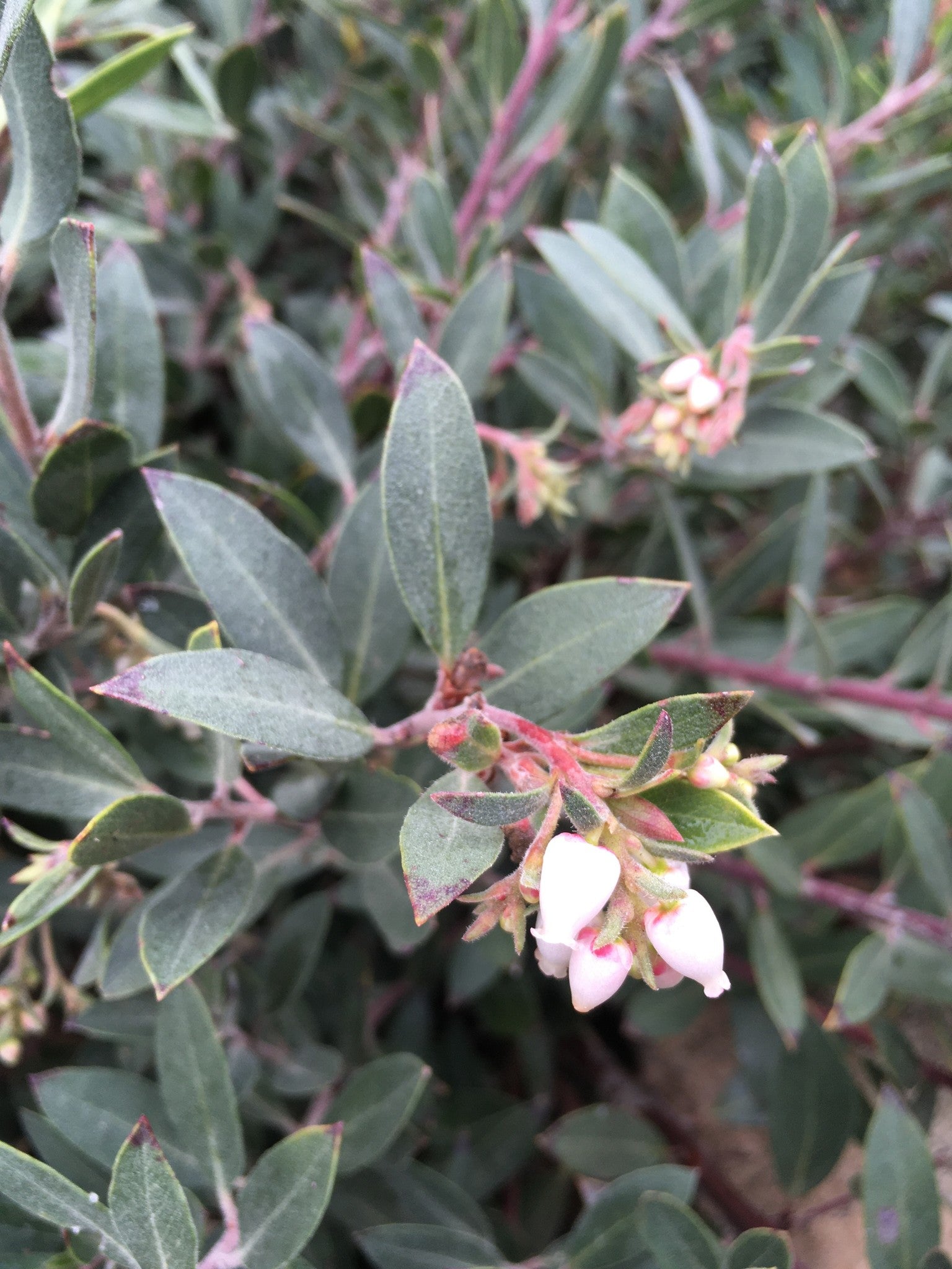 Arctostaphylos 'Pacific Mist' - Pacific Mist Manzanita (Plant ...