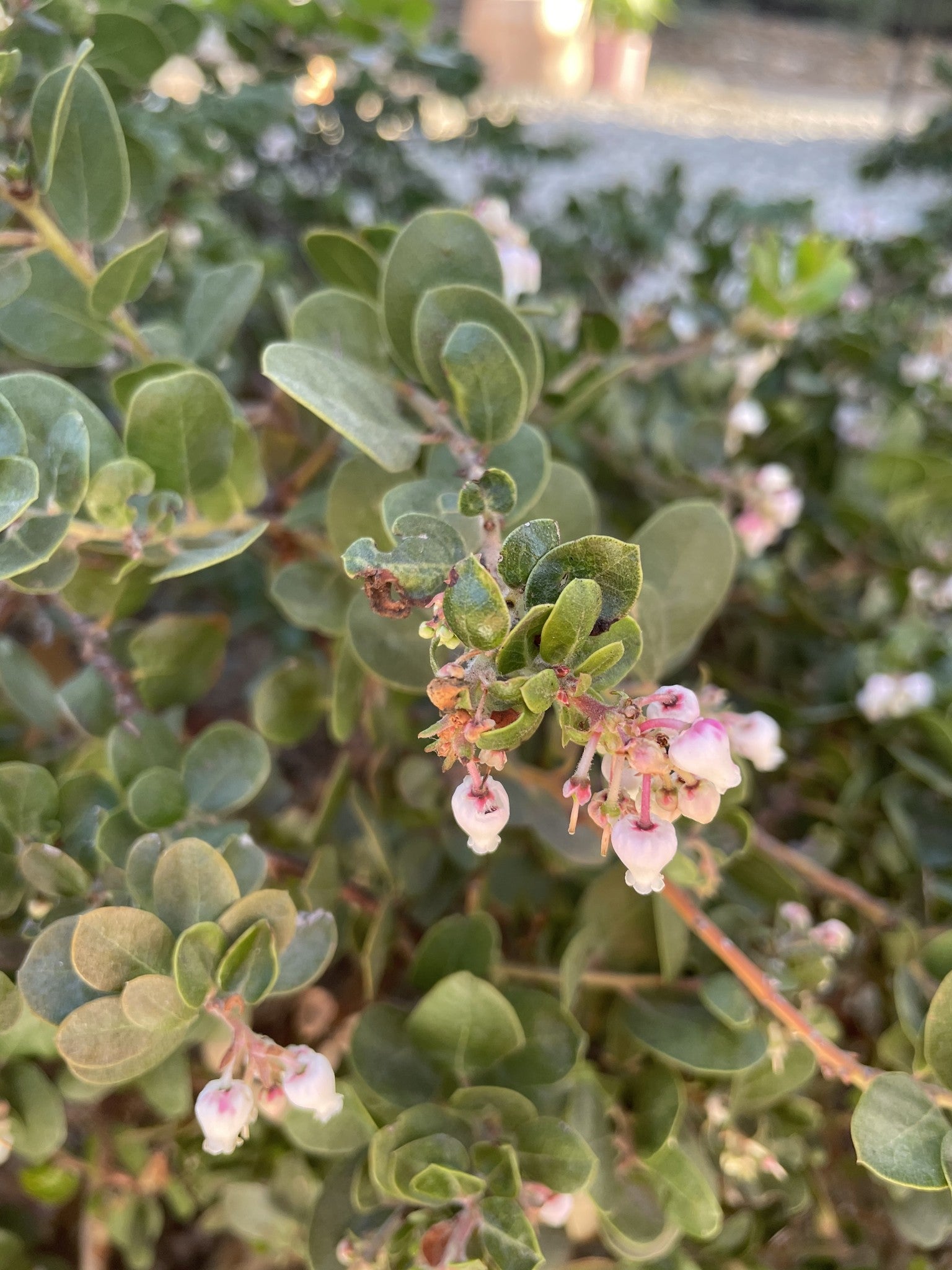 Arctostaphylos edmundsii 'Little Sur' - Little Sur Manzanita (Plant ...
