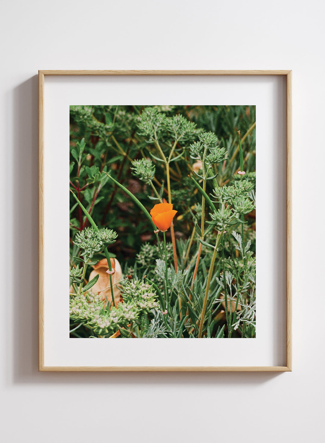 Alyssa Flores - California Poppy Print – Theodore Payne Foundation