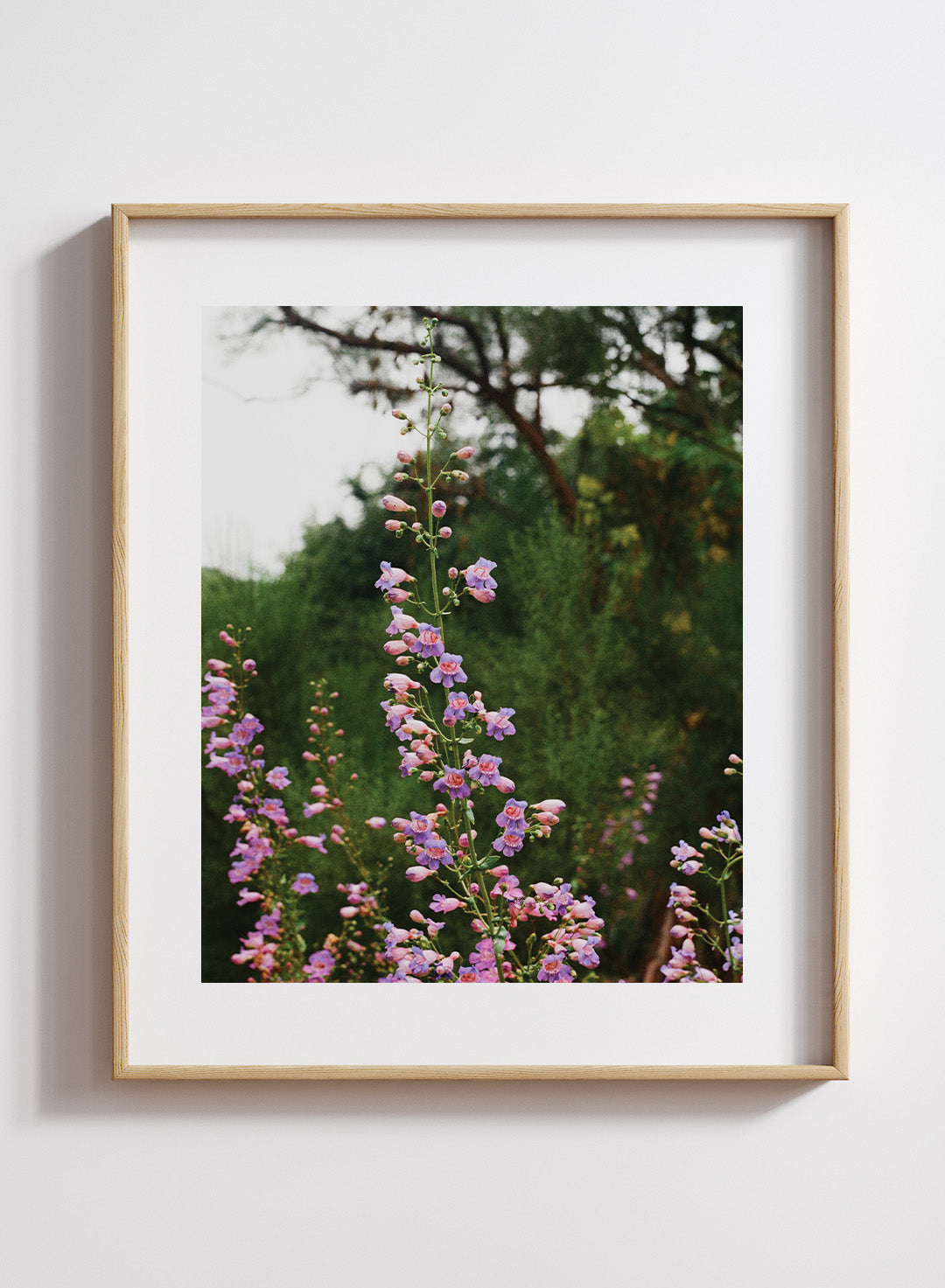 Alyssa Flores - Penstemon spectabilis Print – Theodore Payne Foundation