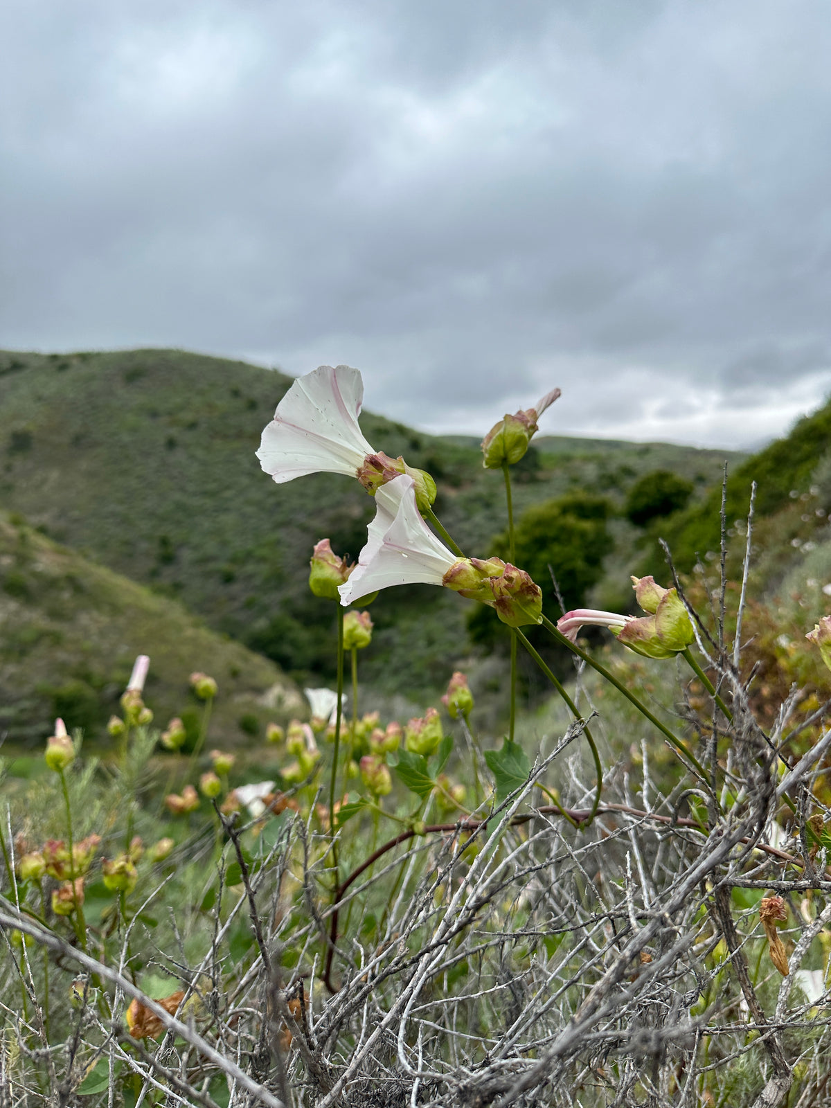 Collections – Theodore Payne Foundation