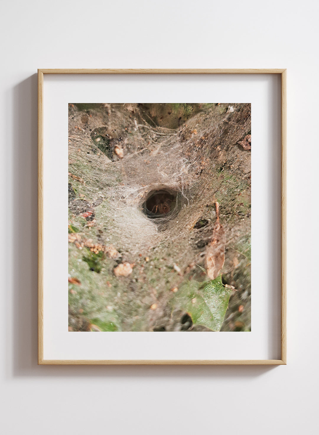 Lou Avery Douglas - Typical Funnel Weaver Print – Theodore Payne Foundation