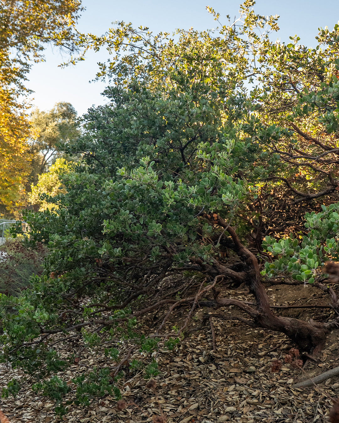 Arctostaphylos rudis 'Vandenberg' - Vandenberg Sand Mesa Manzanita (Pl ...