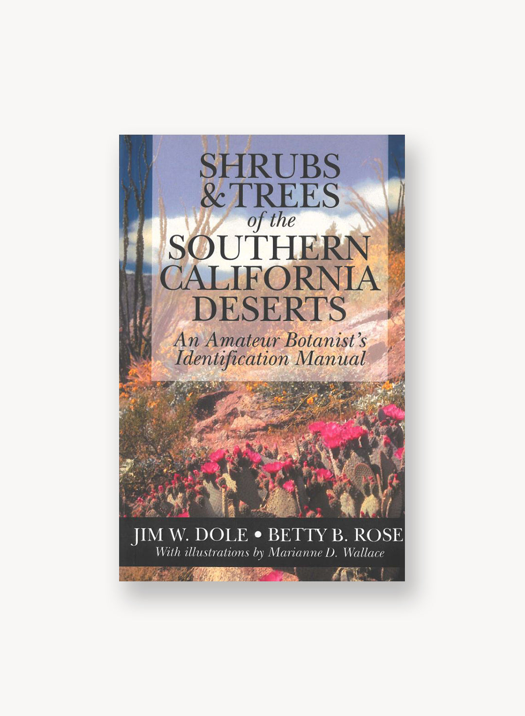 Southern Trees And Shrubs Southern Wax Myrtle | Austin, TX