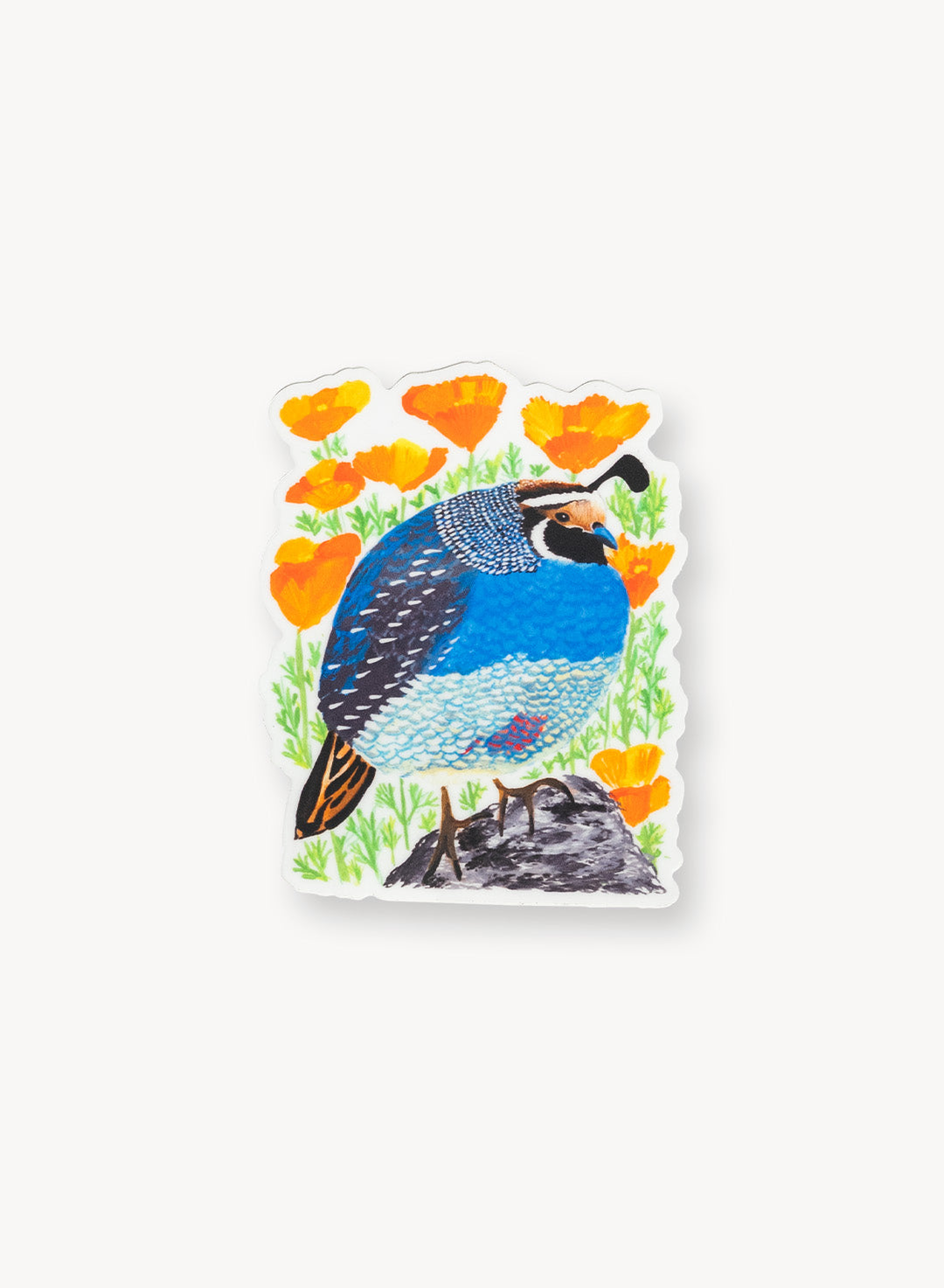 California Quail Sticker – Theodore Payne Foundation