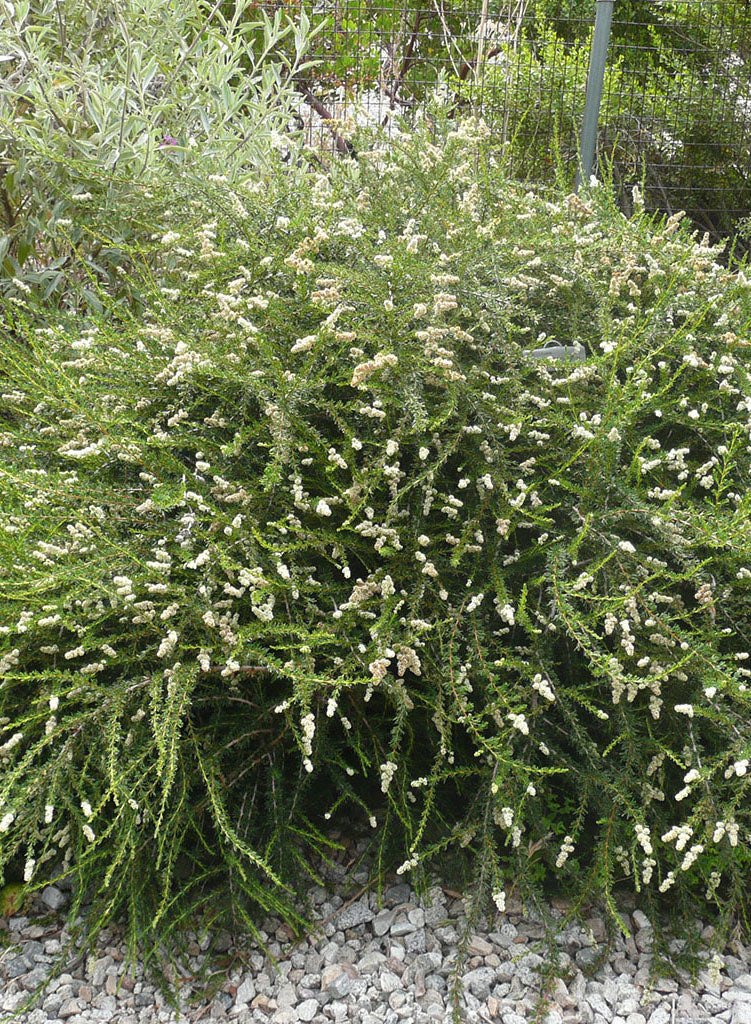 Adenostoma fasciculatum 'Nicolas' - Nicolas Chamise (Plant) – Theodore ...