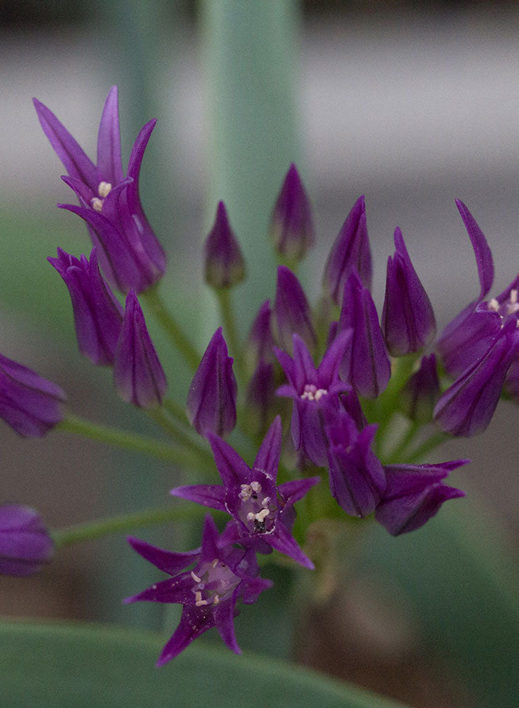 Allium falcifolium - Scytheleaf Onion, Sickle Leaf Onion (Plant ...