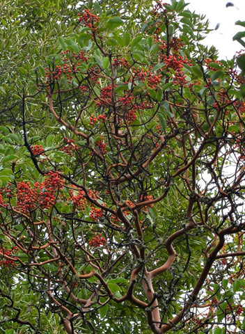 Trees – Theodore Payne Foundation