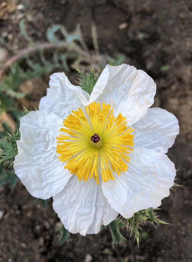 Argemone munita (Seed) – Theodore Payne Foundation