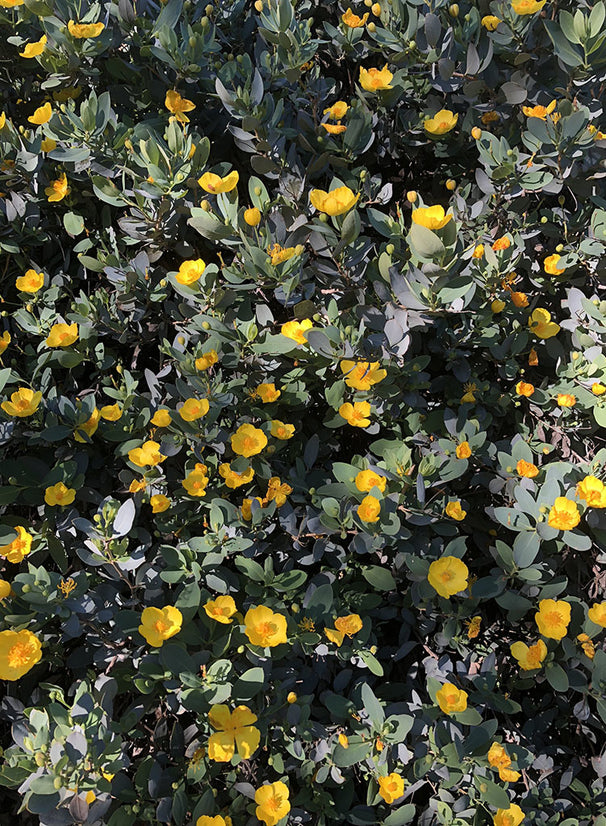 Dendromecon harfordii - Channel Island Bush Poppy (Plant) – Theodore ...