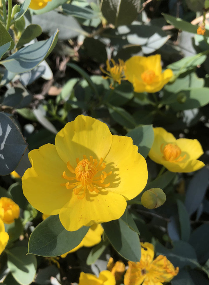 Dendromecon harfordii - Channel Island Bush Poppy (Plant) – Theodore ...
