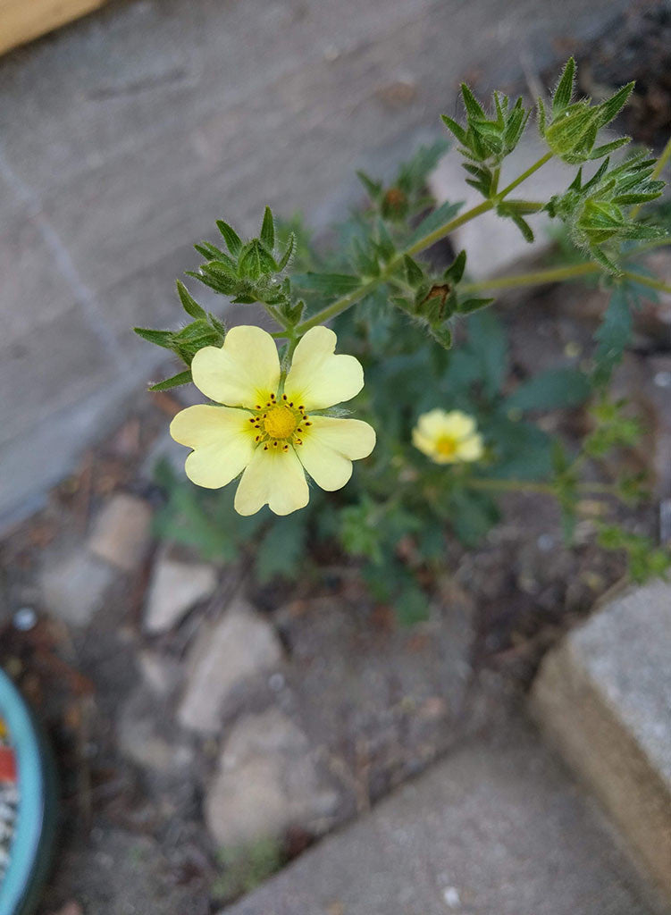 Drymocallis lactea - Sierran Woodbeauty (Plant) – Theodore Payne Foundation