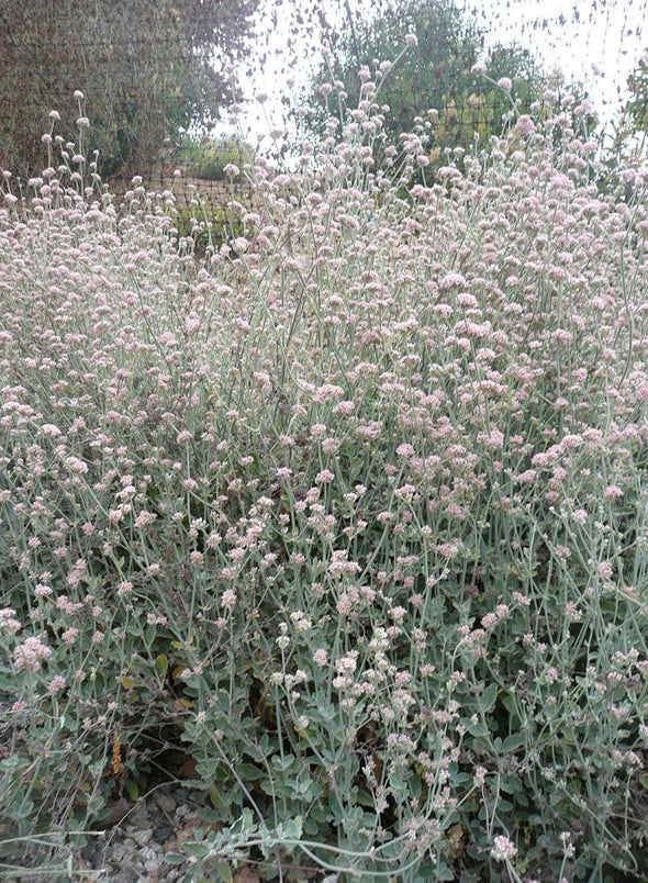 Eriogonum cinereum - Ashy-Leaf Buckwheat (Plant) – Theodore Payne Foundation