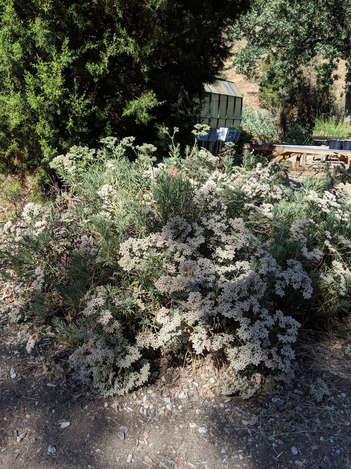 Shrub Seeds – Theodore Payne Foundation