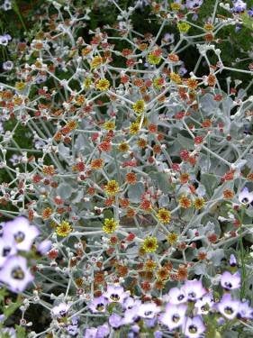 Eriogonum crocatum - Conejo Buckwheat (Seed) – Theodore Payne Foundation