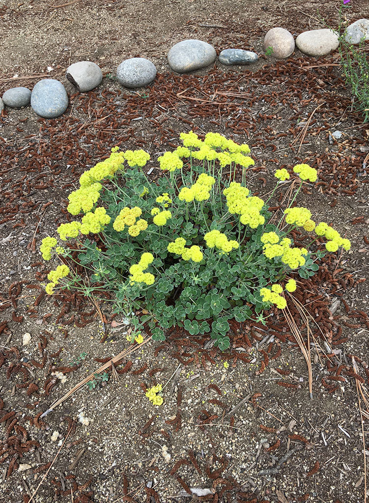 Eriogonum umbellatum 'Shasta Sulfur' - Shasta Sulfur Buckwheat (Plant ...