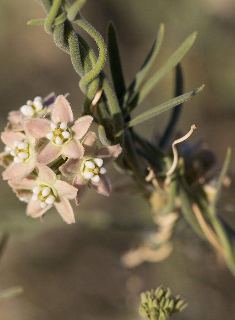 Funastrum cynanchoides ssp. hartwegii - Climbing Milkweed (Plant ...