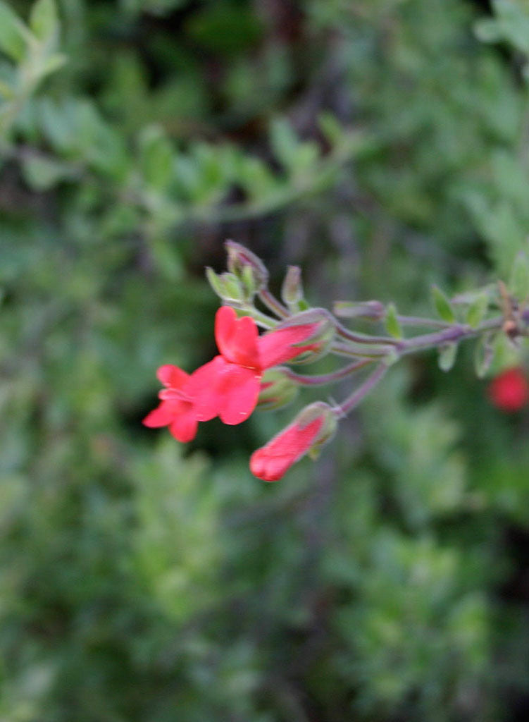 Gambelia speciosa 'Firecracker' - Firecracker Showy Island Snapdragon ...