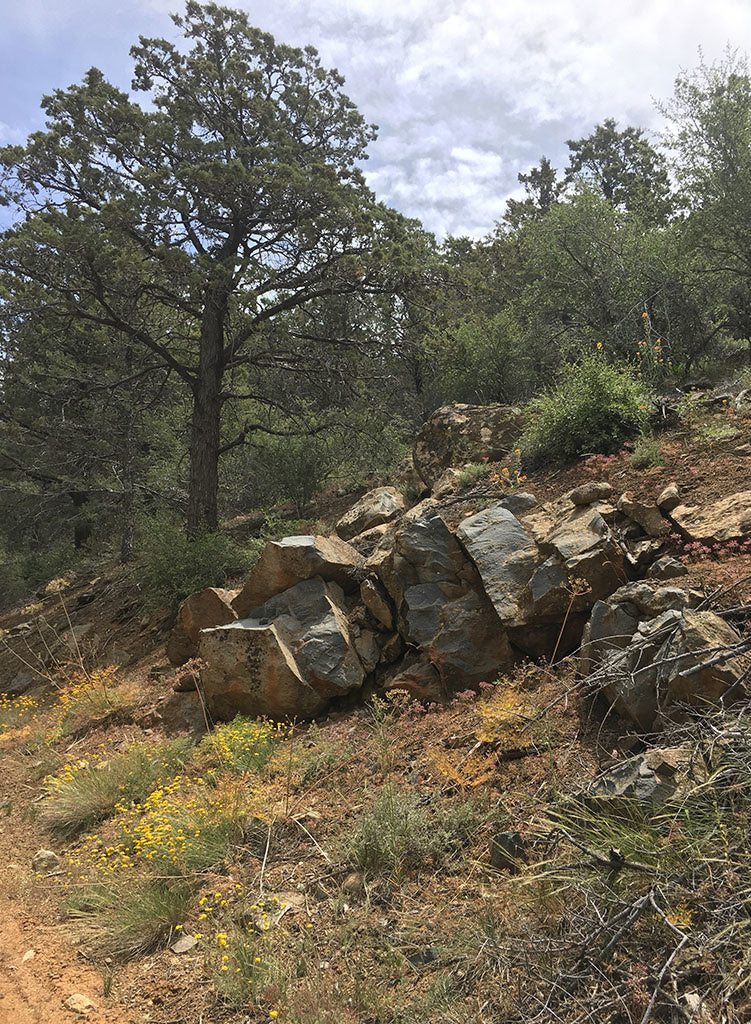 Hesperocyparis nevadensis - Piute Cypress (Plant) – Theodore Payne ...