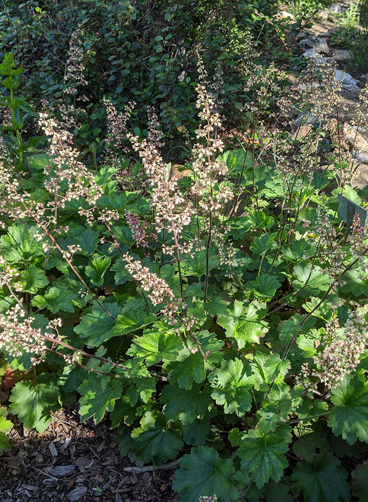 Heuchera maxima - Island Alumroot (Plant) – Theodore Payne Foundation