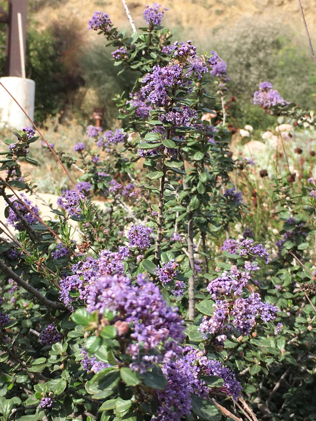 Ceanothus maritimus 'Valley Violet' - Valley Violet Maritime Ceanothus ...