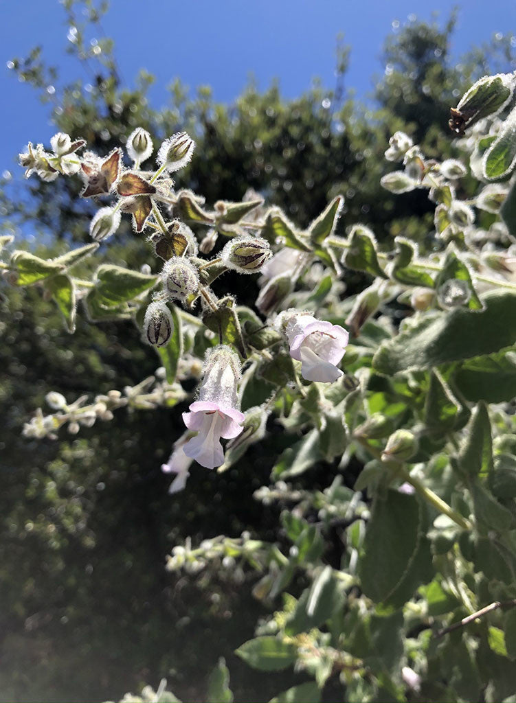 Lepechinia fragrans - Fragrant Pitcher Sage (Plant) – Theodore Payne ...