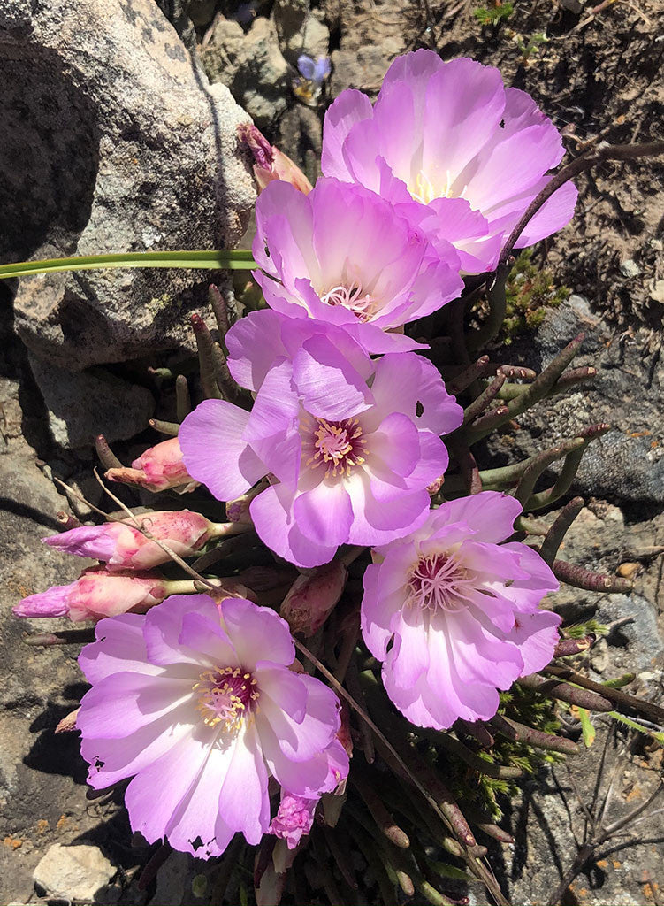 Lewisia rediviva - Bitterroot (Plant) – Theodore Payne Foundation