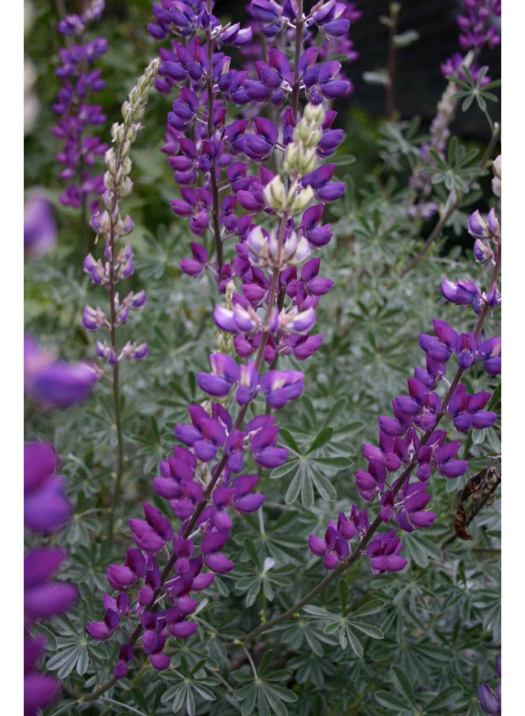 Lupinus albifrons - Silver Bush Lupine (Plant) – Theodore Payne Foundation