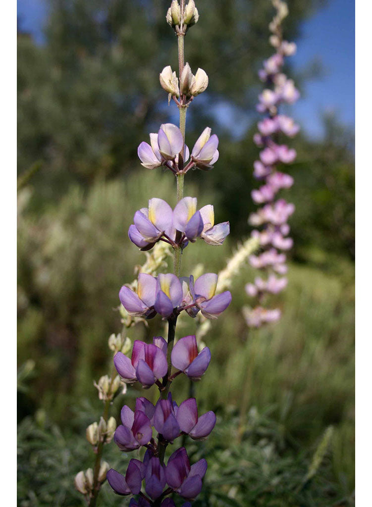 Lupinus paynei - Payne's Tree Lupine (Plant) – Theodore Payne Foundation