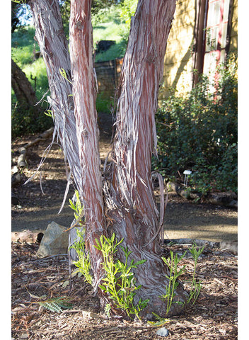 Trees – Theodore Payne Foundation