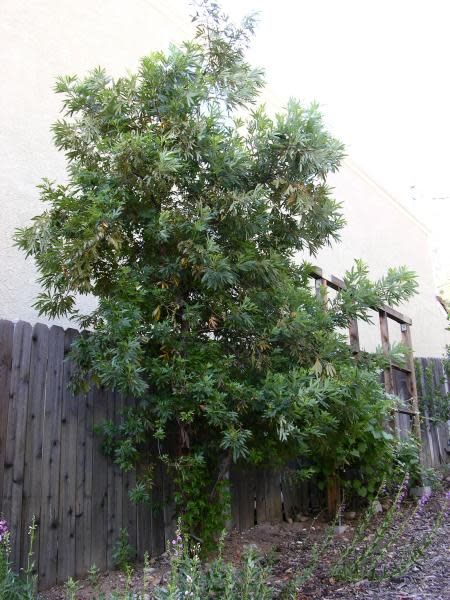Lyonothamnus floribundus ssp. asplenifolius - Santa Cruz Island ...