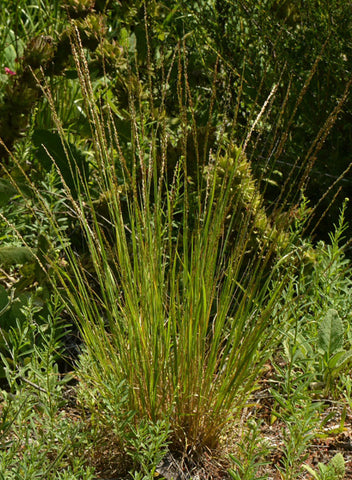Grasses/Grass-Like – Theodore Payne Foundation