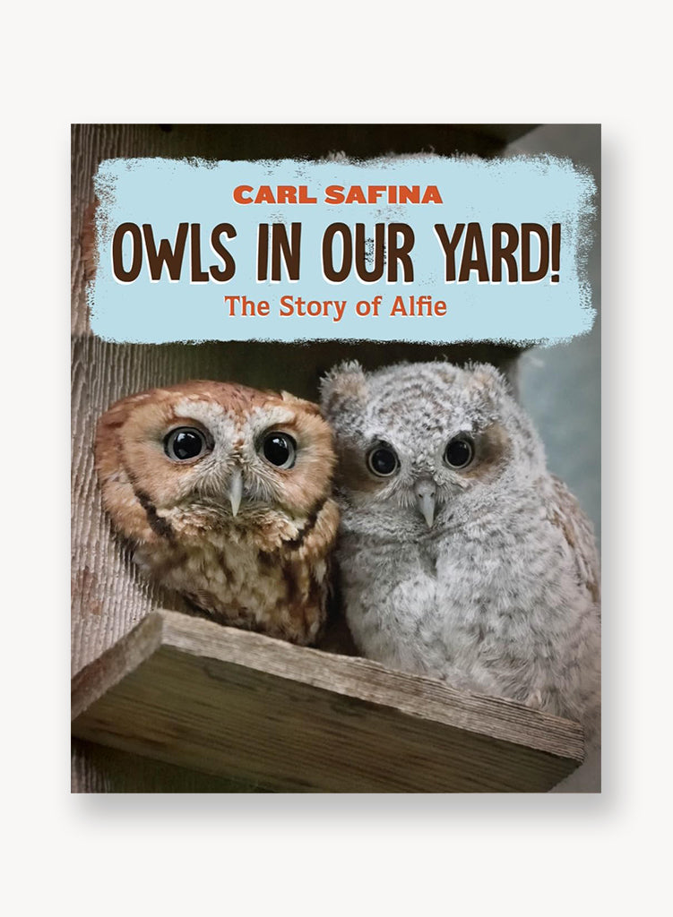 Owls in Our Yard! The Story of Alfie – Theodore Payne Foundation