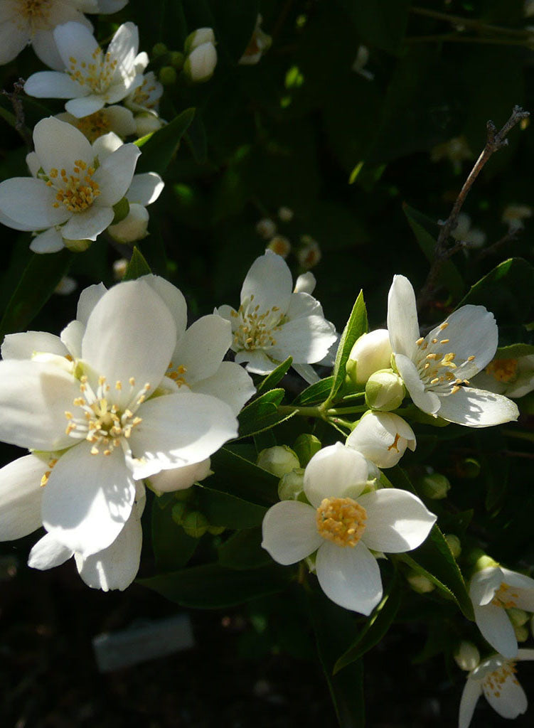Philadelphus lewisii - Mock Orange (Seed) – Theodore Payne Foundation
