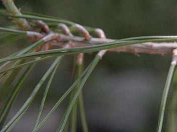 Tree Seeds – Theodore Payne Foundation