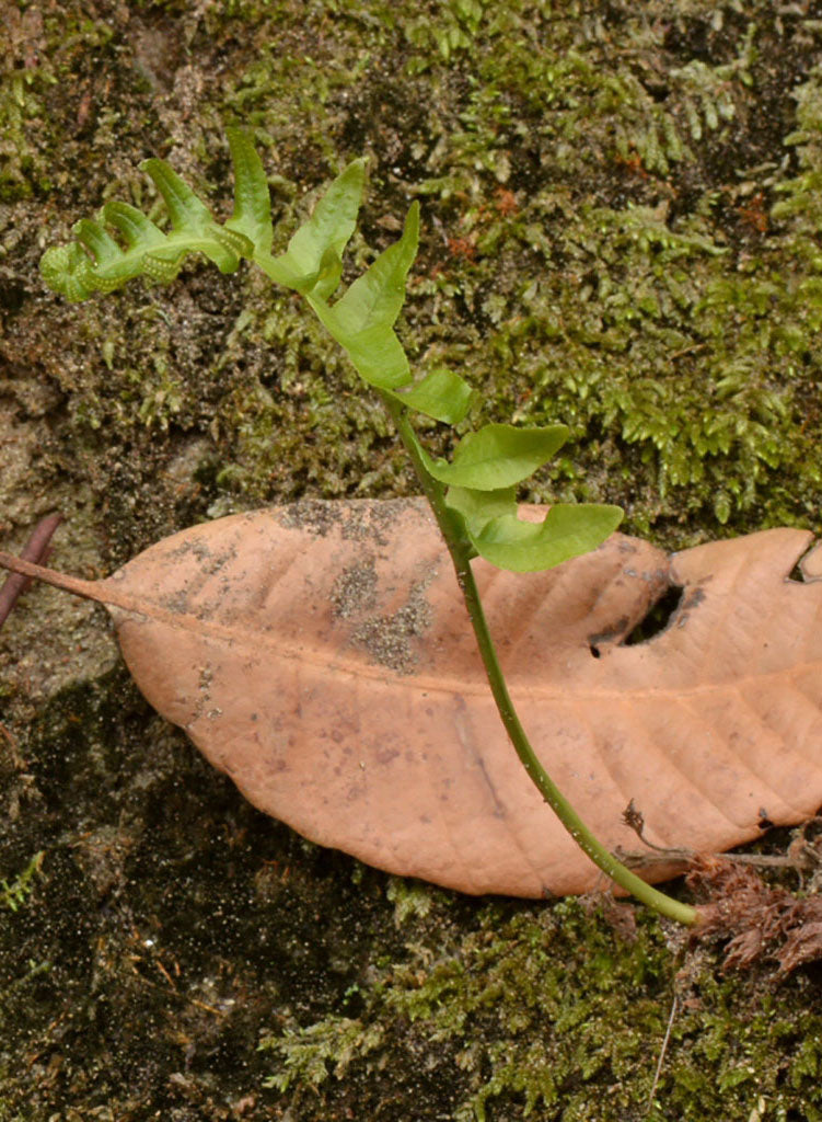 Polypodium californicum - California Polypody Fern (Plant) – Theodore ...