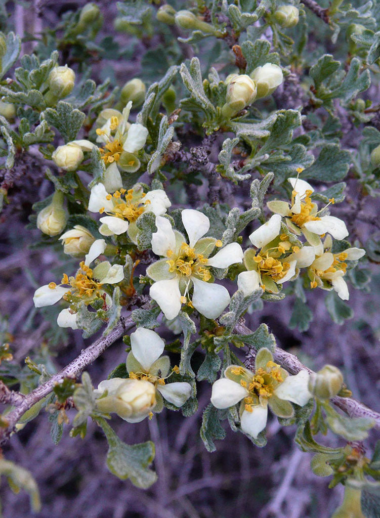Purshia tridentata - Antelope Bitterbrush (Plant) – Theodore Payne ...