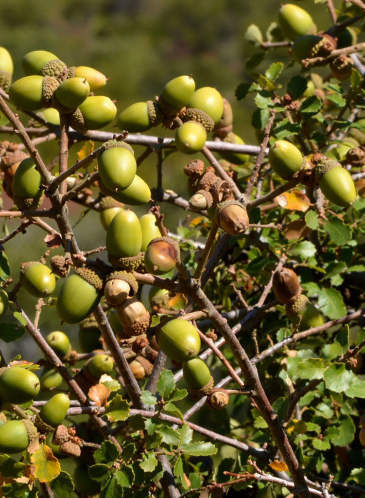 Quercus berberidifolia - California Scrub Oak (Plant) – Theodore Payne ...