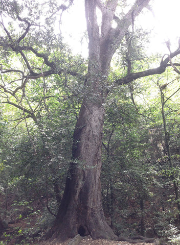 Trees – Theodore Payne Foundation