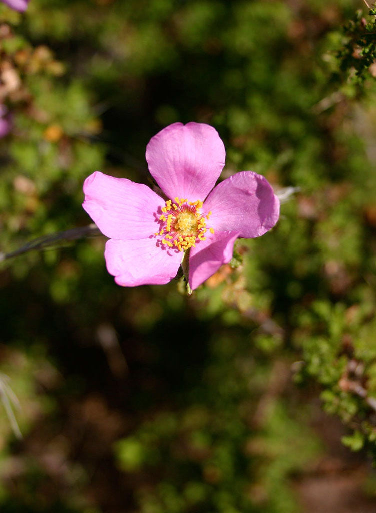 Rosa minutifolia - Baja Wild Rose (Plant) – Theodore Payne Foundation