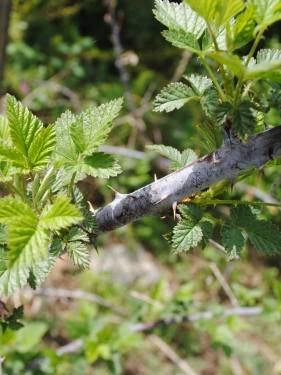 Rubus leucodermis - Blackcap Raspberry (Seed) – Theodore Payne Foundation