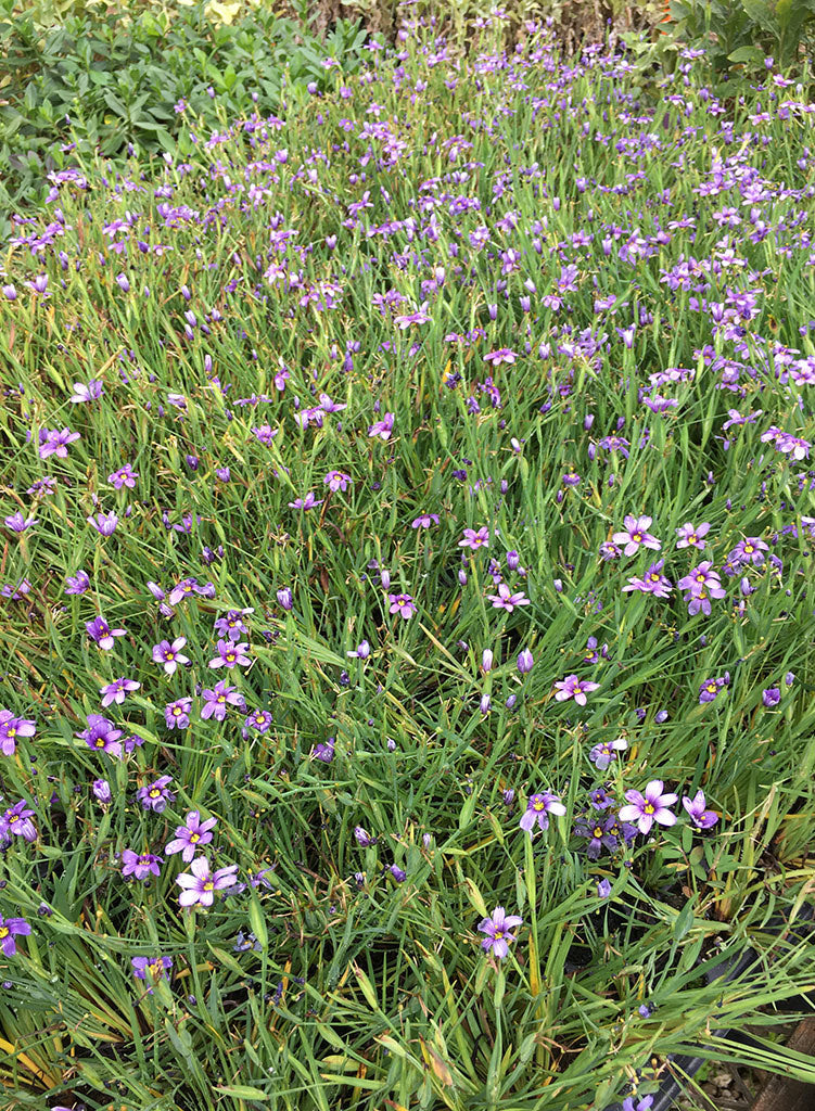 Sisyrinchium bellum 'Dwarf' - Dwarf Blue Eyed Grass (Plant) – Theodore ...