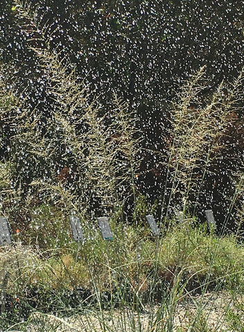 Grasses/Grass-Like – Theodore Payne Foundation