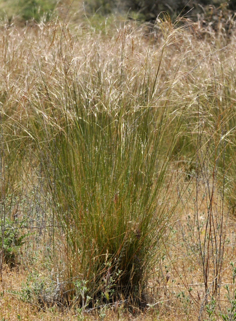 Stipa pulchra - Purple Needlegrass (Plant) – Theodore Payne Foundation