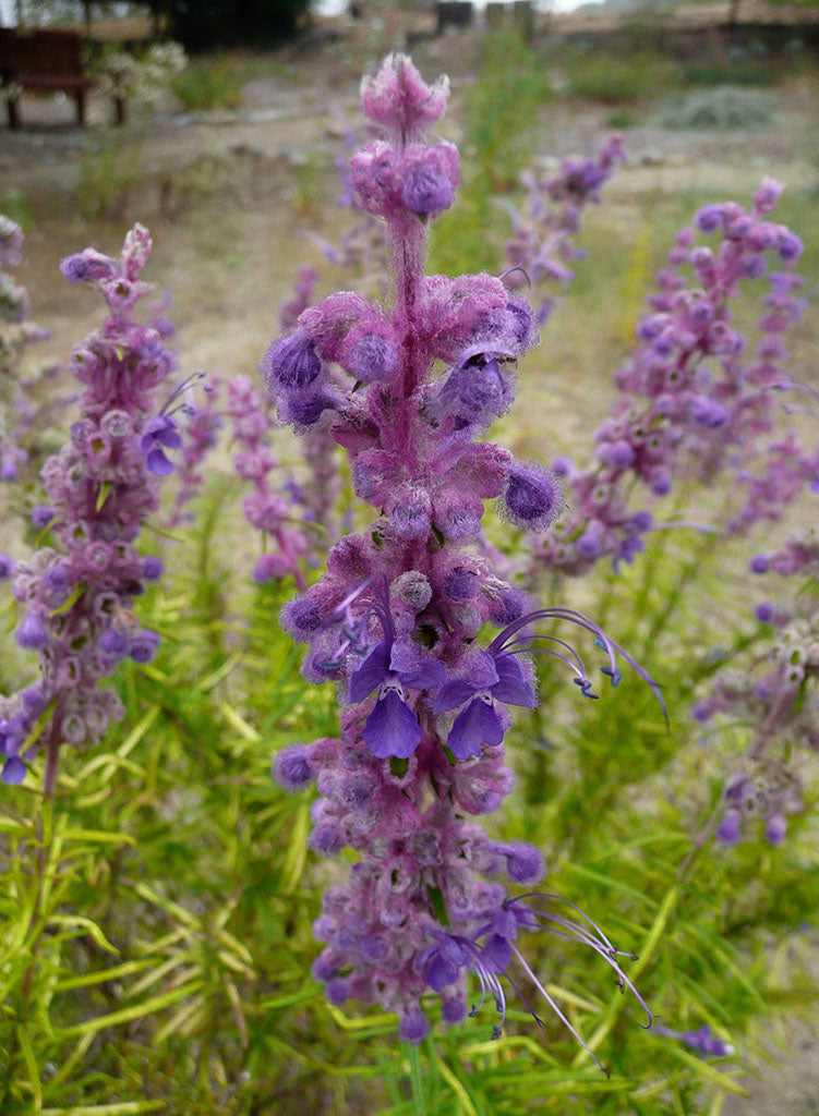Trichostema lanatum - Woolly Blue Curls (Seed) – Theodore Payne Foundation