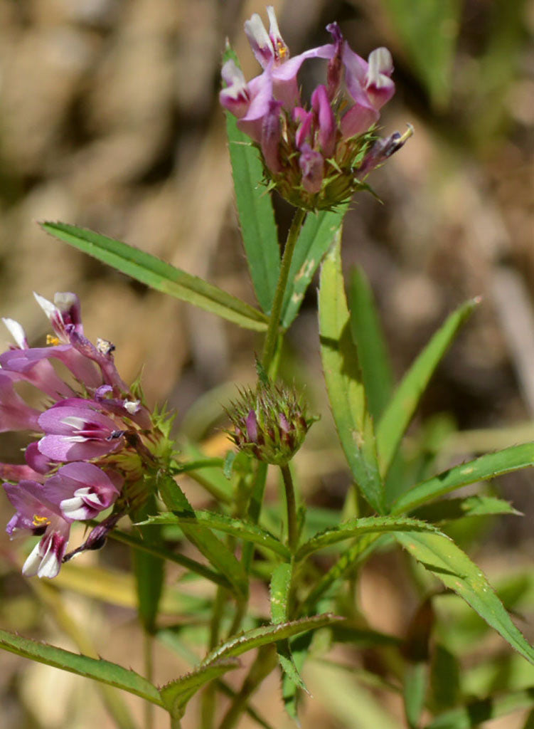 Trifolium willdenovii - Tomcat Clover (Plant) – Theodore Payne Foundation