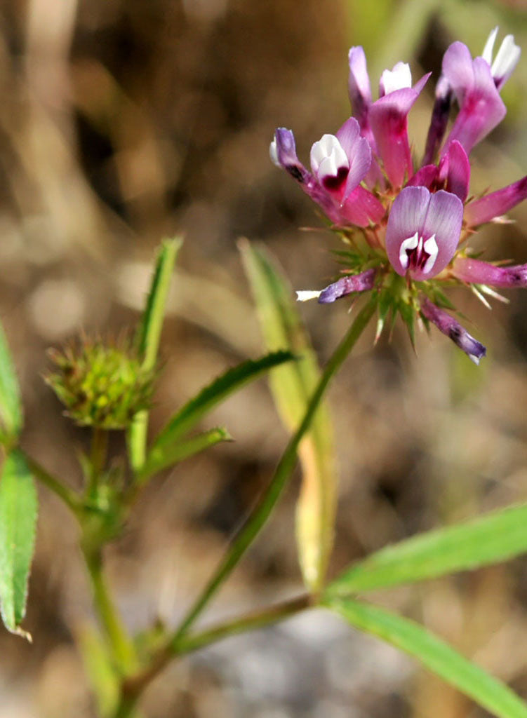 Trifolium willdenovii - Tomcat Clover (Seed) – Theodore Payne Foundation