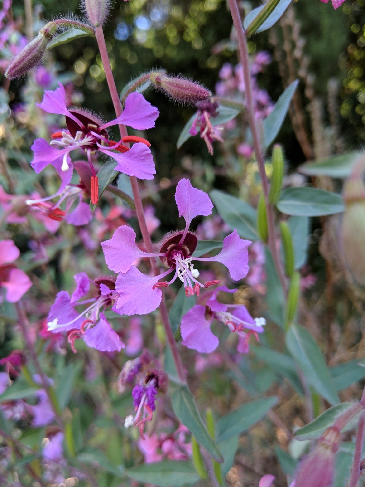 Clarkia Mix
